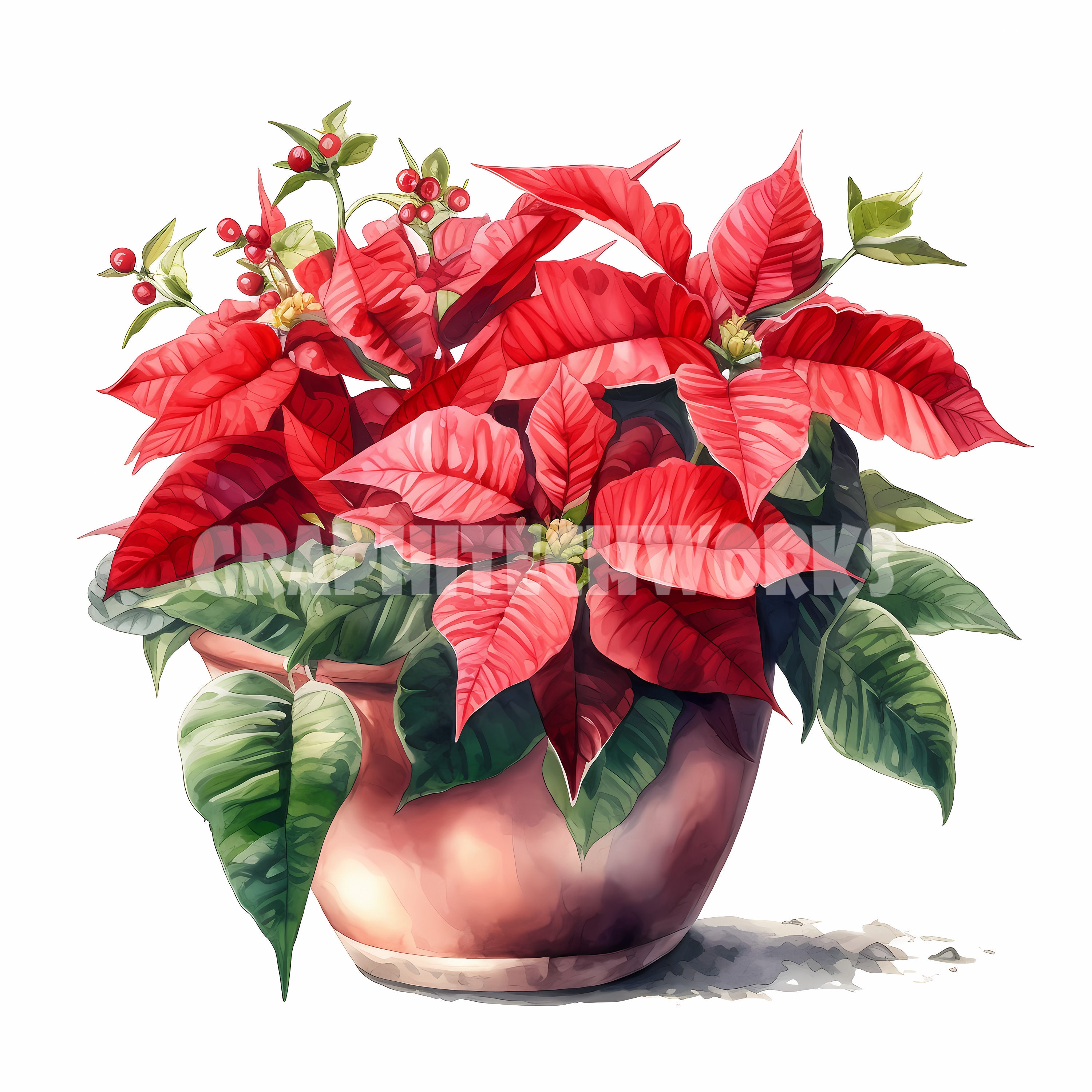 Poinsettia Clipart 12 Unique High Quality Jpgs Digital - Etsy