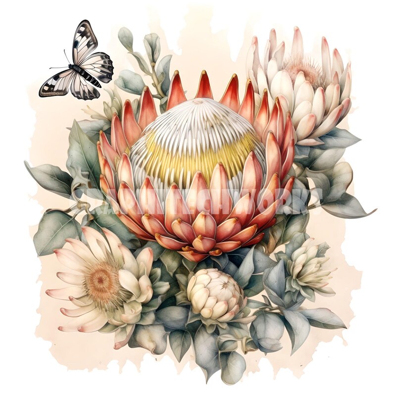 Protea Clipart 12 Unique High Quality Jpgs Digital - Etsy