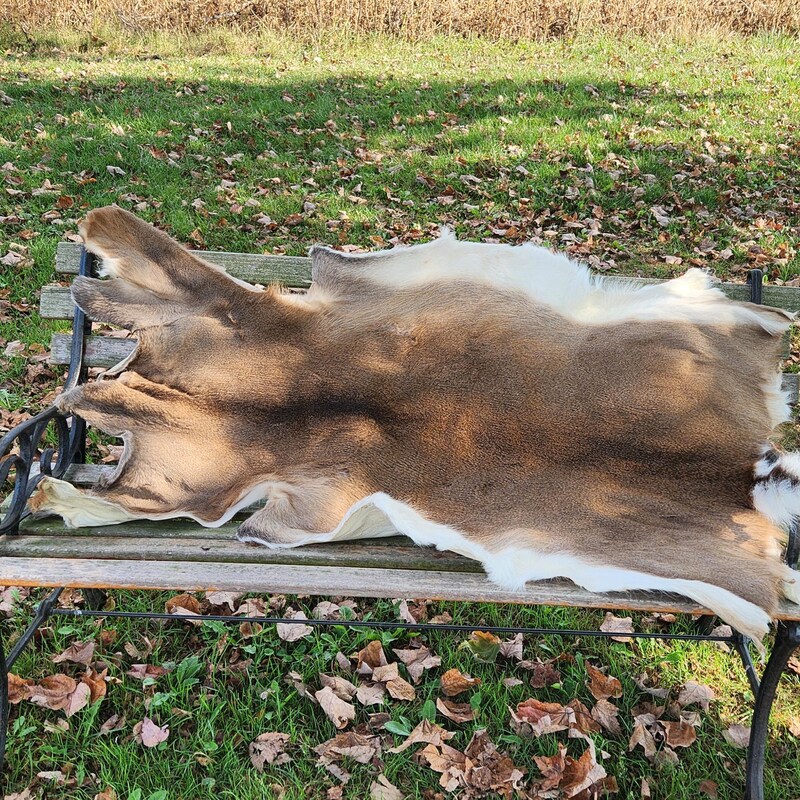 Whitetail Deer Hide - Etsy