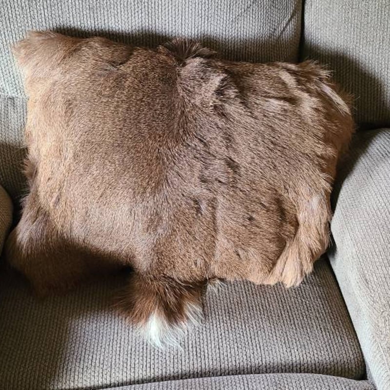 Whitetail Deer Hide - Etsy