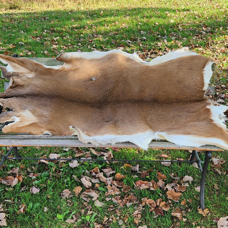 Whitetail Deer Hide - Etsy