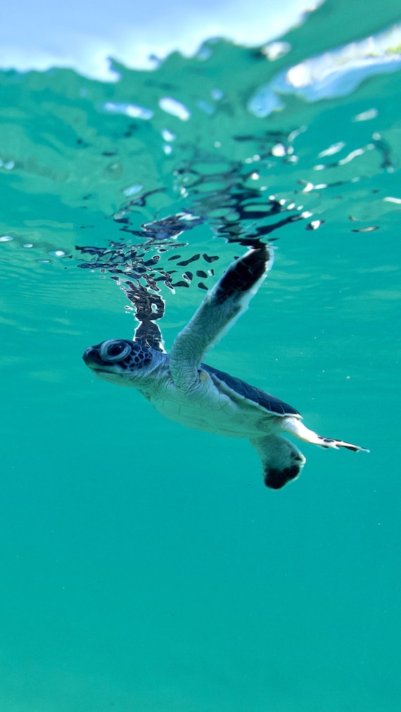 Cute Sea Turtle Wallpaper 910+ Sea Turtle Portrait Stock Photos,