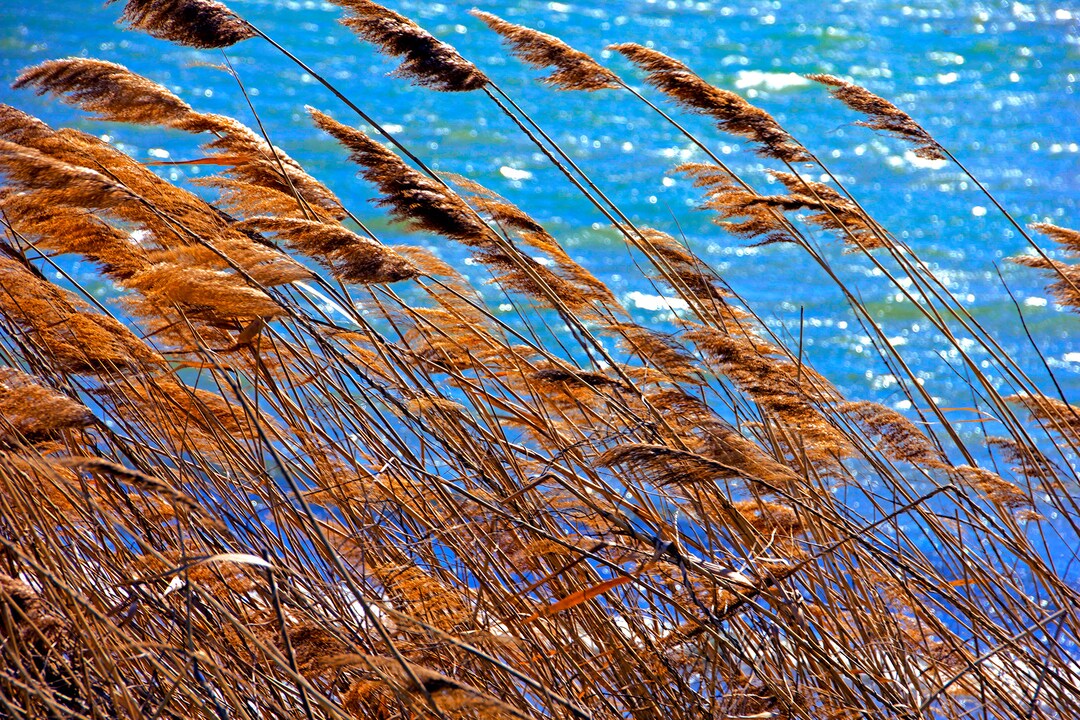 Reeds and Water - Etsy