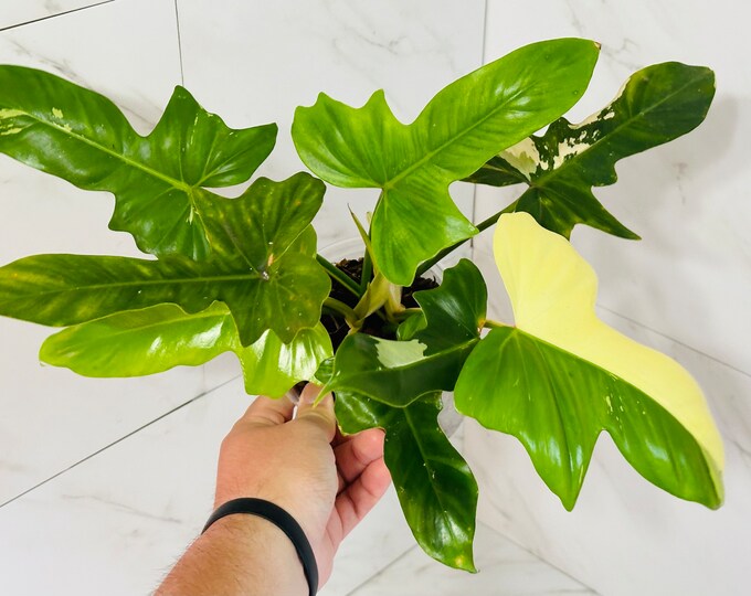 Philodendron “variegated Golden Dragon” - Etsy