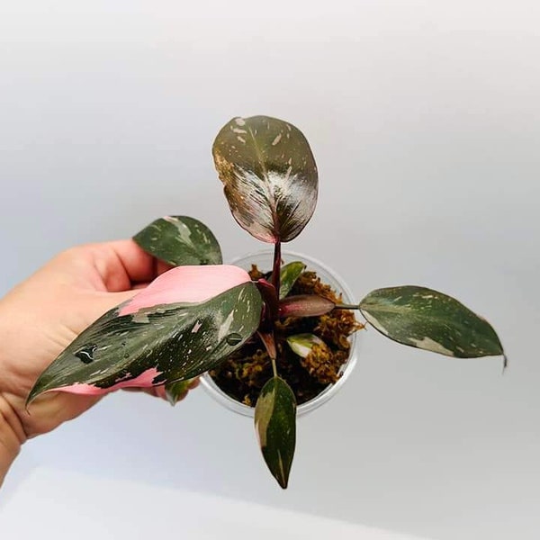 Philo Pink Princess - Etsy