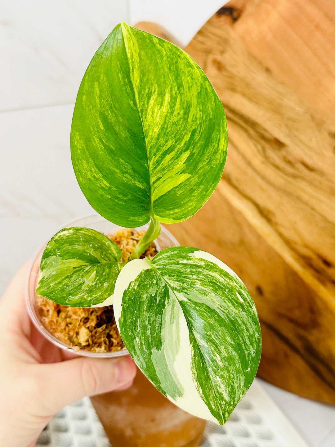 Scindapsus rubicon US Seller - Etsy