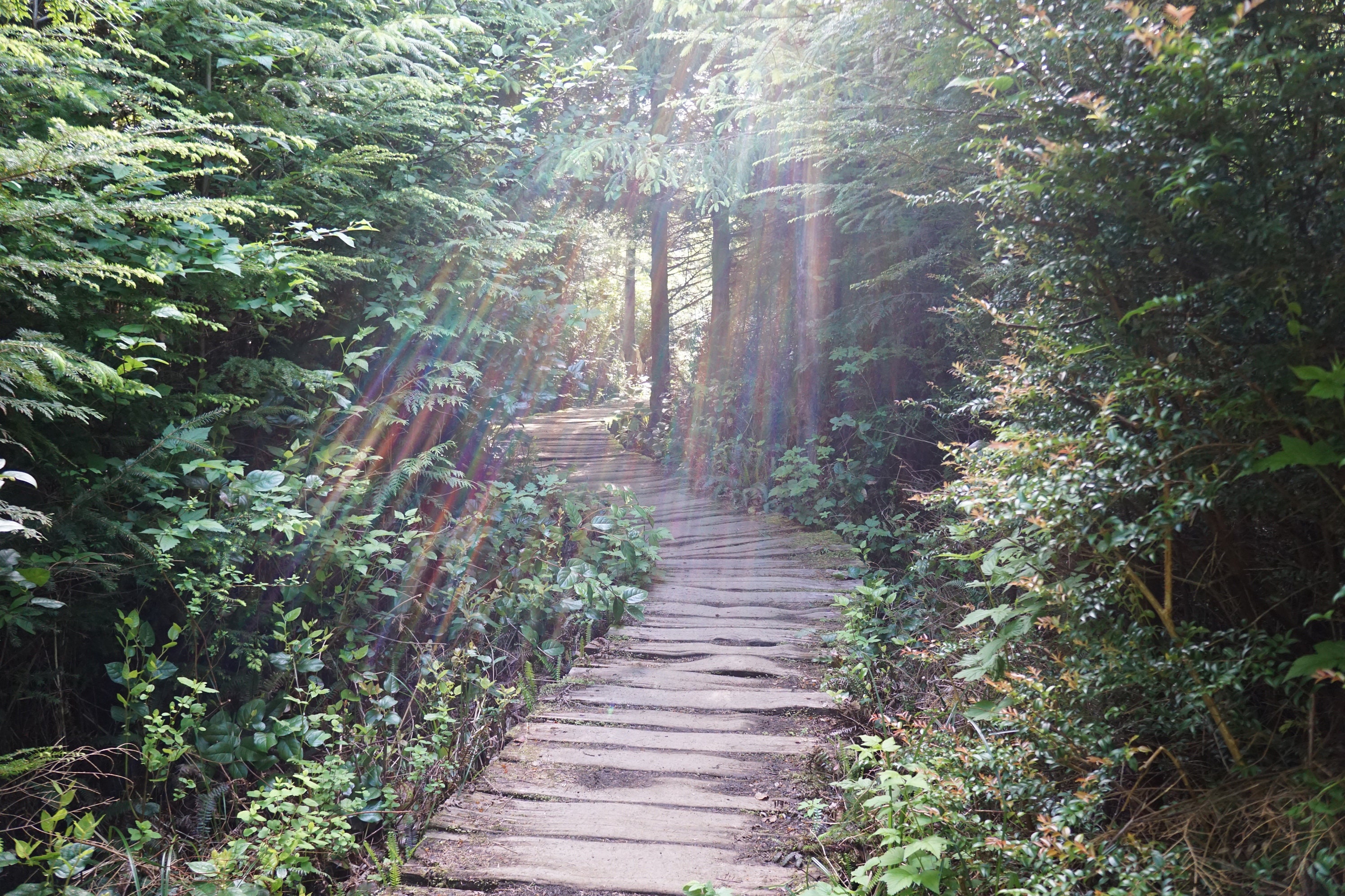 Forest Covered Walkway Photograph: Nature Landscape, Sunrays on a Moody ...
