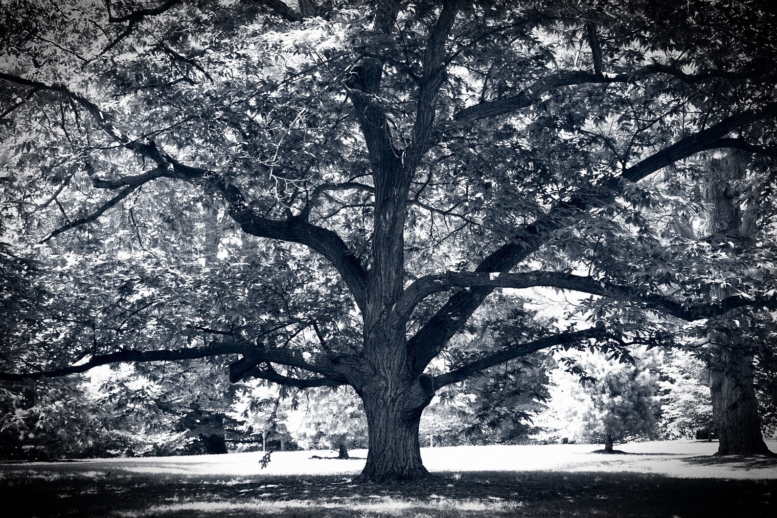 Oversized Oak Tree Photograph: Nature Photo, Black and White, Printable ...