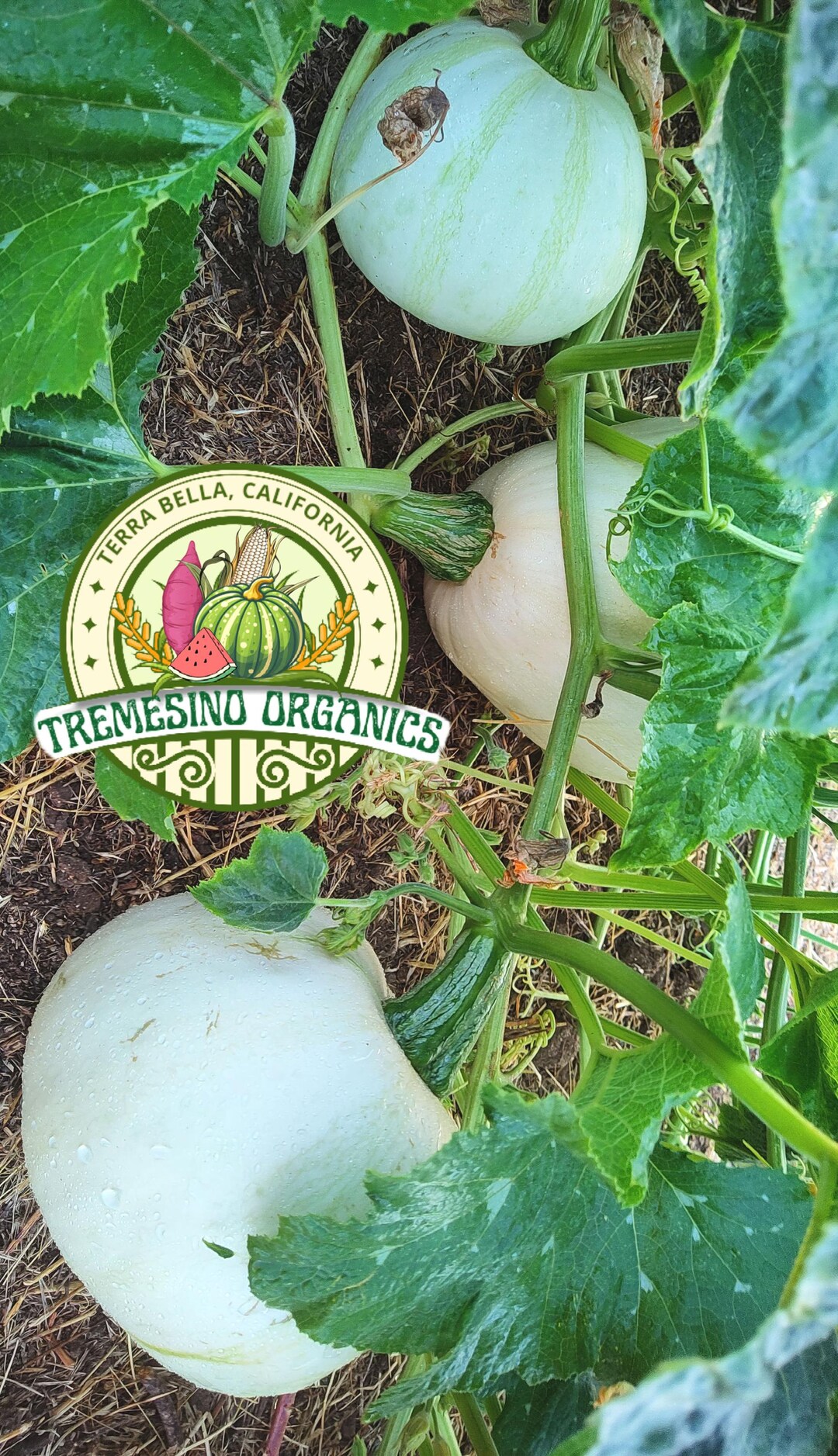 Oaxaca Organic White Hardshell Squash 20 Seeds- Calabaza Blanca De ...