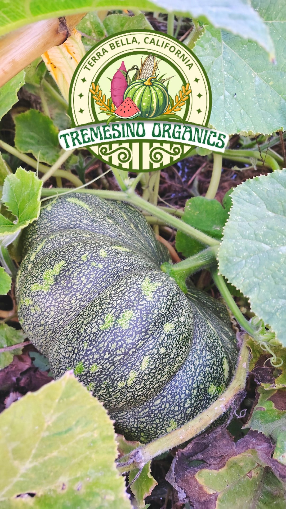 Rare Mexican Tropical Tamalayota Squash, 10 Seeds- Calabaza Tropical ...