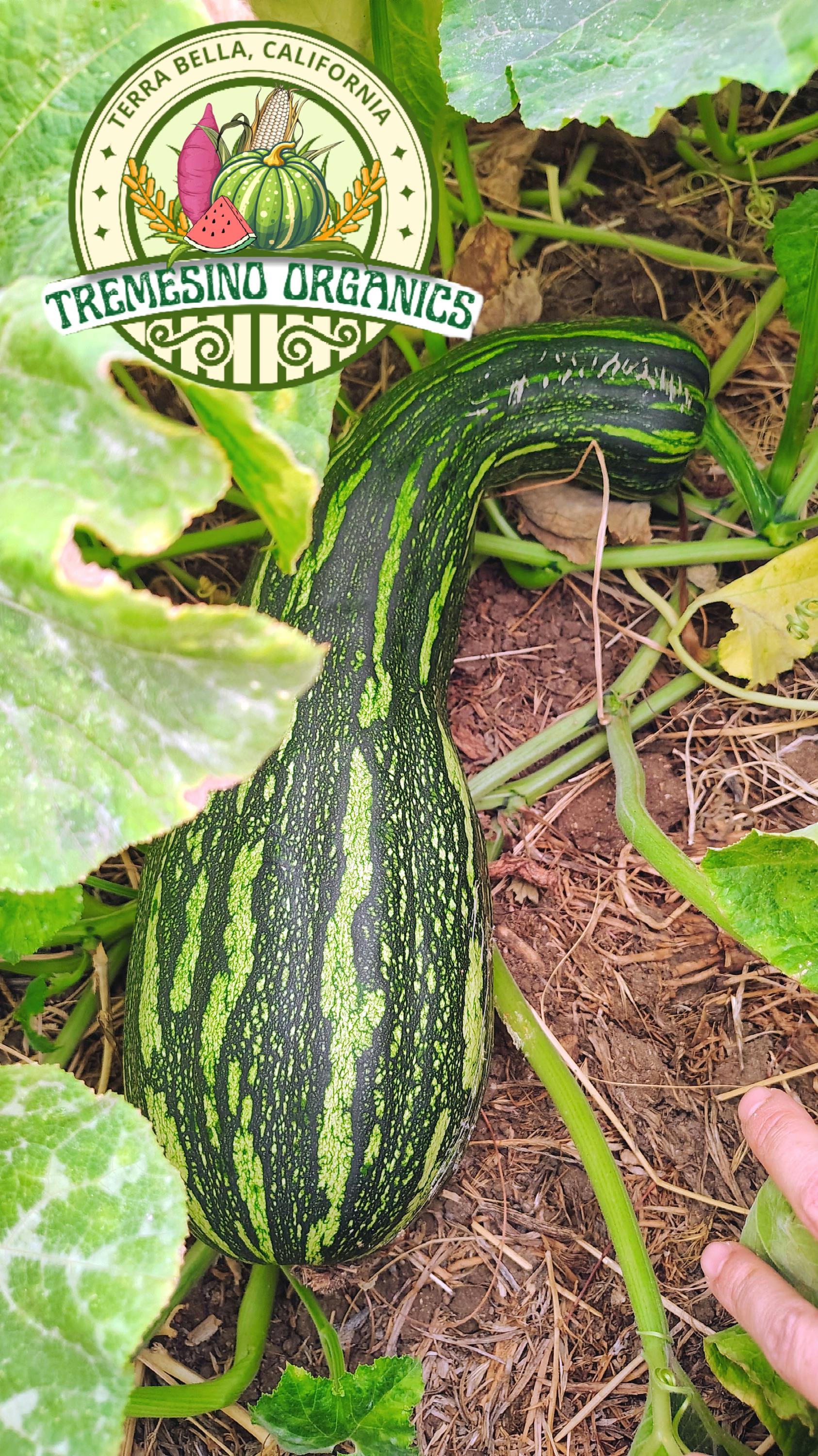 Rare Mexican Tropical Black Green Fleshed Squash, 10 Seeds- Calabaza ...