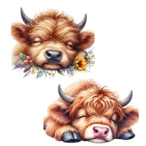 Watercolor Sleeping Baby Highland Cow Clipart, 12 PNG Cute Cow Clipart ...