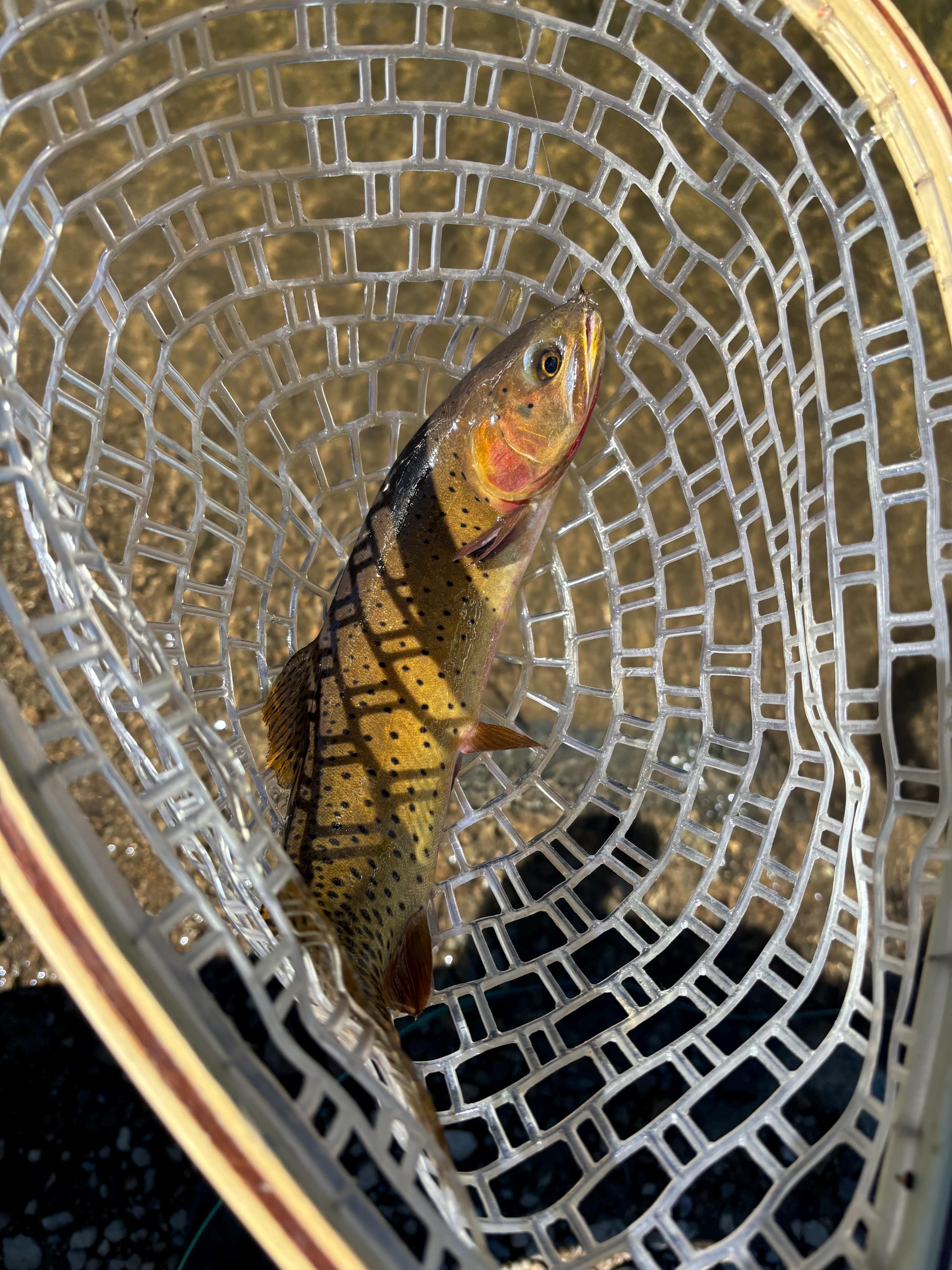 Cole’s Caddis Nymph 3 Pack - Etsy