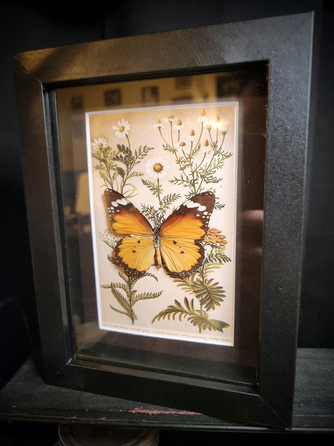 Monarch Butterfly Shadow Box - Etsy