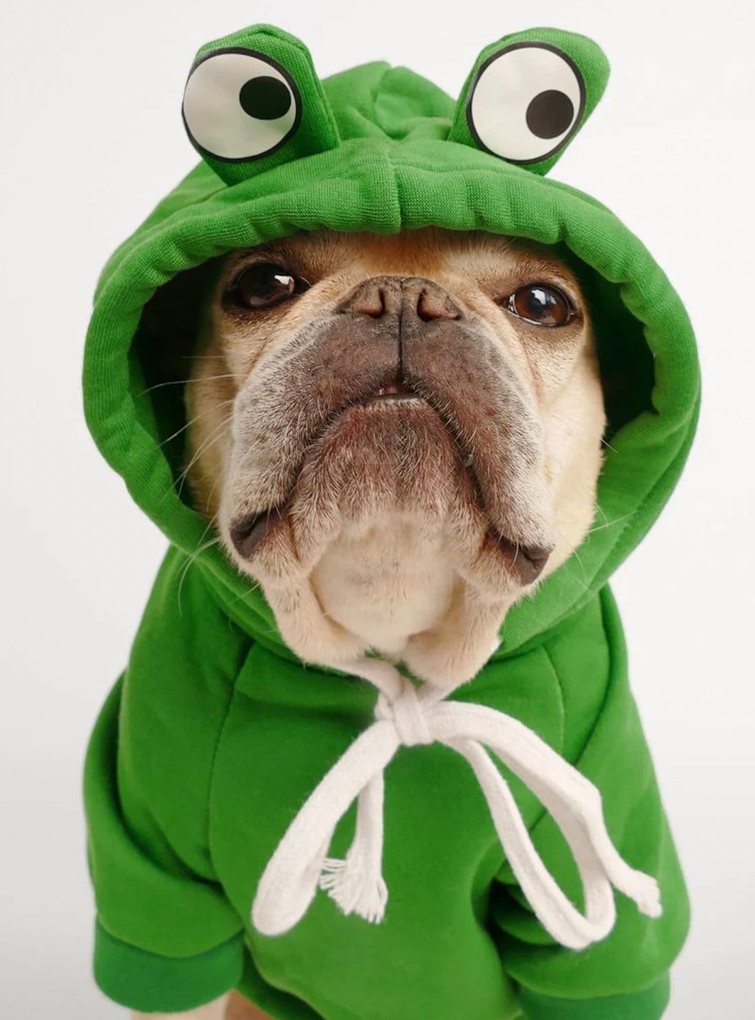 French Bulldog With Frog Hat