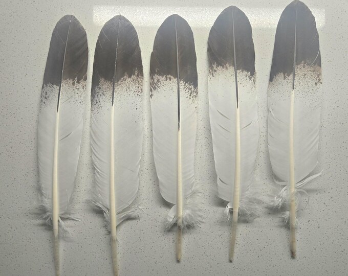 Imitation Immature Golden Eagle Feathers Set of 5 - Etsy