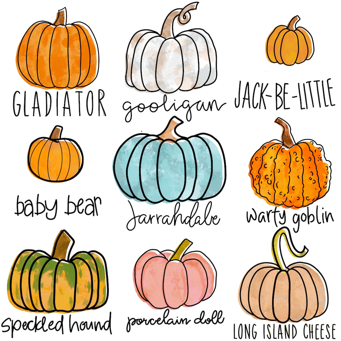 9 Pumpkin Types Fall Pumpkins Png, Pumpkin Varieties, Fall Sublimation ...