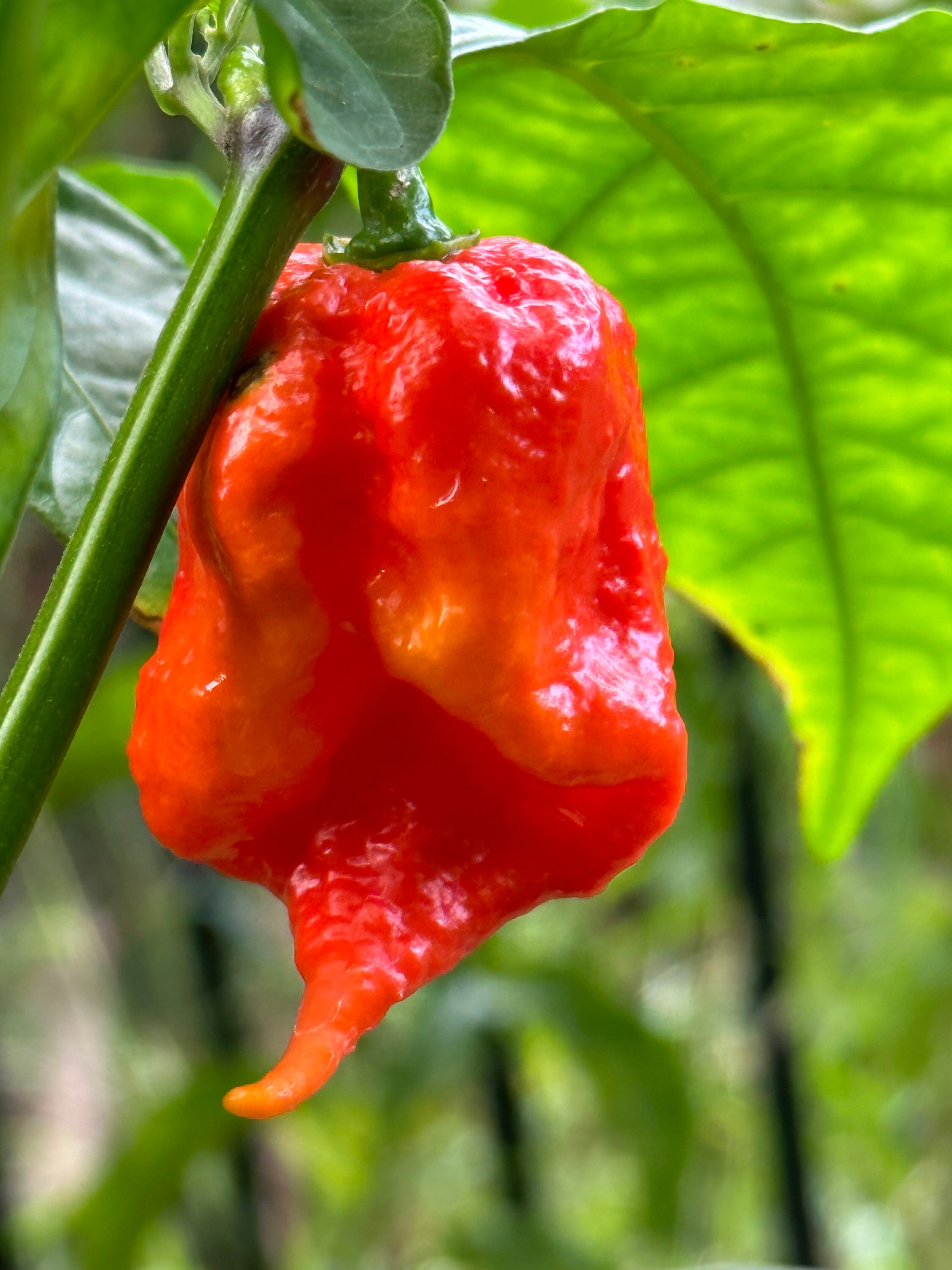 Rare Dragons Breath Chilli 10 Seeds Extreme Superhot - Etsy Australia