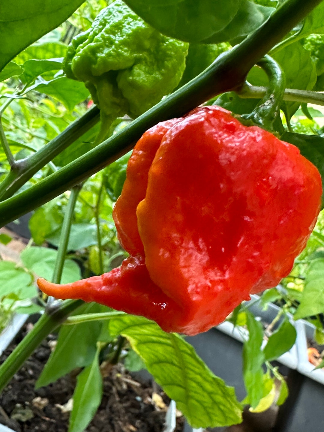 Rare Dragons Breath Chilli 10 Seeds Extreme Superhot - Etsy Australia