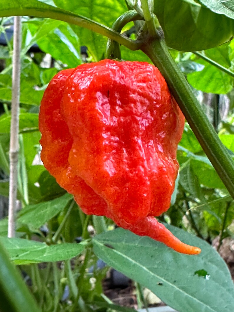 Rare Dragons Breath Chilli 10 Seeds Extreme Superhot - Etsy Australia