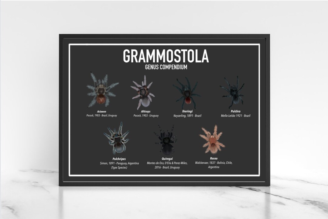 Grammostola Tarantula Genus Poster A4 Size Exotic Pet Gift Semi-gloss ...