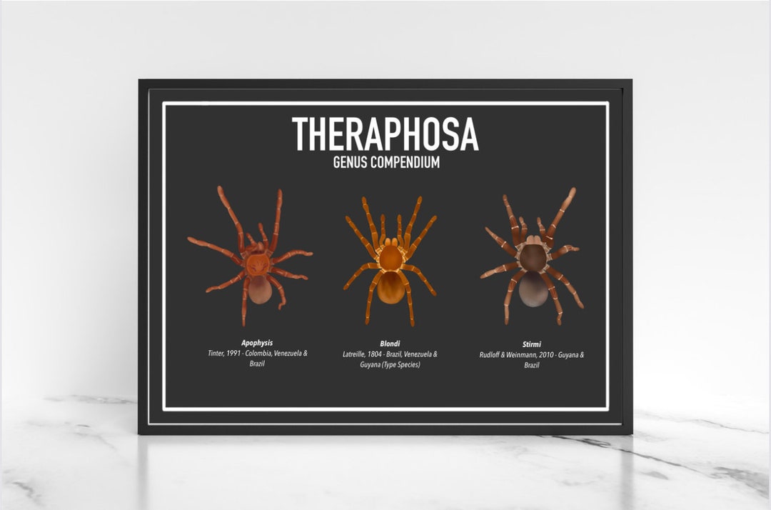 Theraphosa Tarantula Genus Poster A4 Size Exotic Pet Gift Semi-gloss ...
