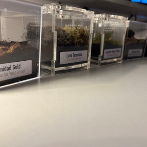 MINI Invertebrate/spiderling/reptile Enclosure Label ANY Species - Etsy