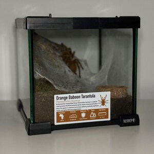 LARGE Custom Invert/reptile Enclosure Labels ANY Species, ANY Common ...