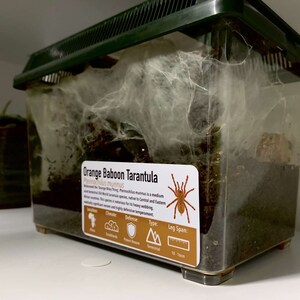 LARGE Custom Invert/reptile Enclosure Labels ANY Species, ANY Common ...
