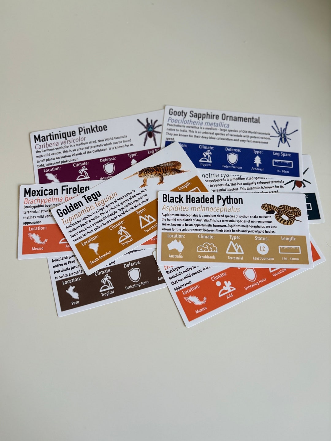 LARGE Custom Invert/reptile Enclosure Labels - ANY Species, ANY Common ...