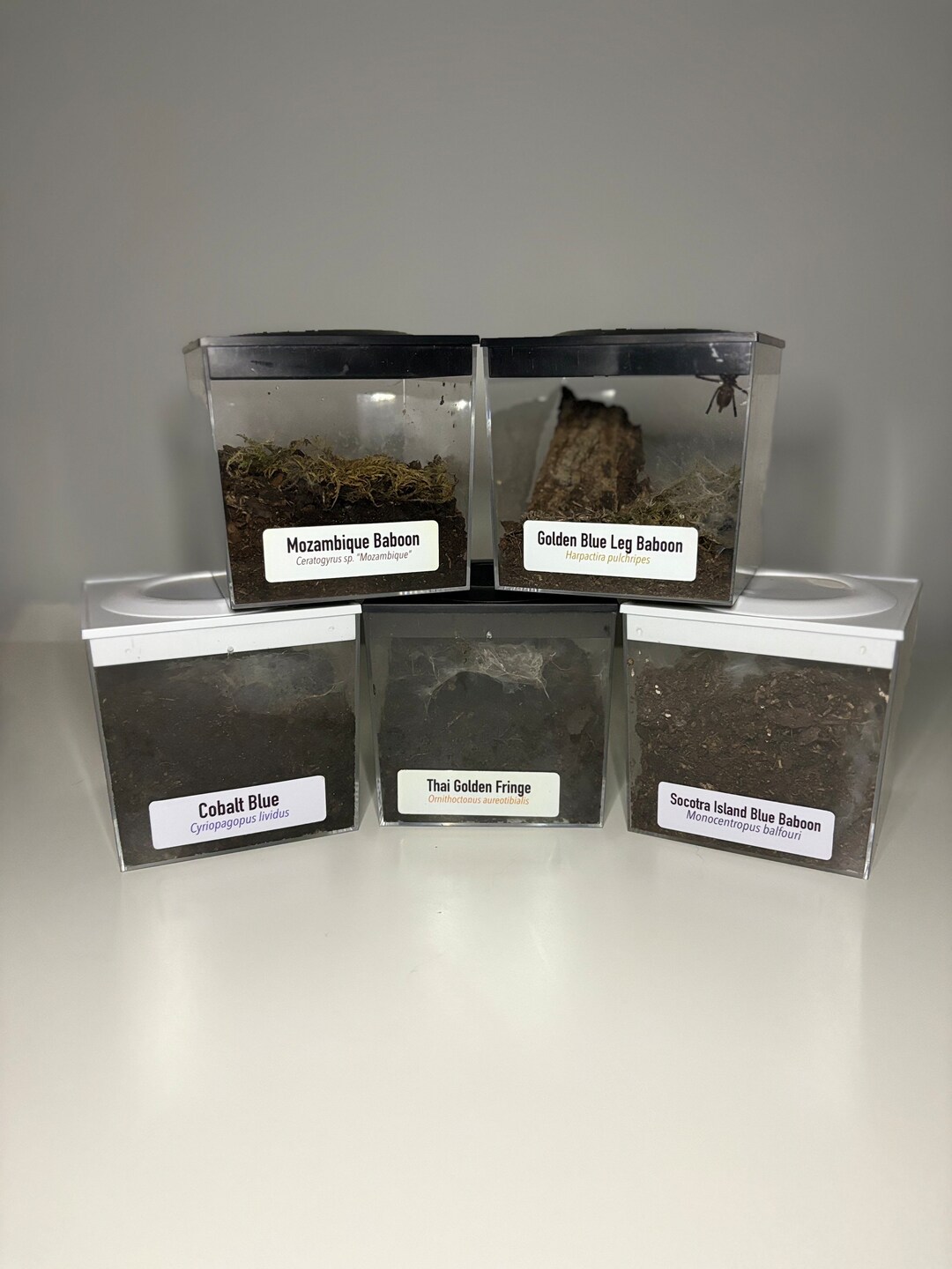 MINI Invertebrate/spiderling/reptile Enclosure Label - ANY Species - Etsy