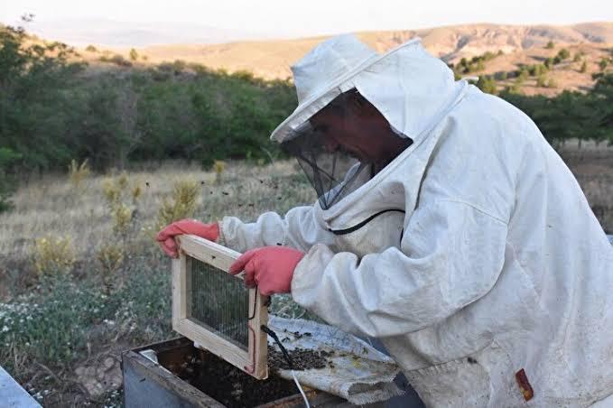 Bee Venom Powder (pure) 100mg. Bee Venom, Apitoxin, Melittinin, Quality ...