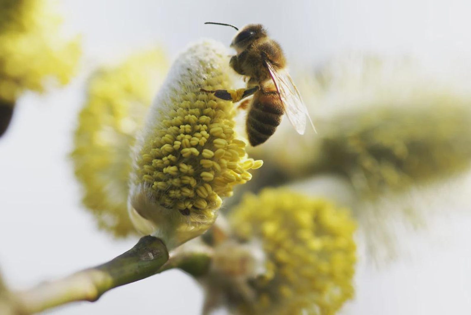 100% Natural Fresh Bee Bread – 100g Fermented Pollen, Turkish Pollen ...