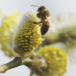100% Natural Fresh Bee Bread – 100g Fermented Pollen, Turkish Pollen ...