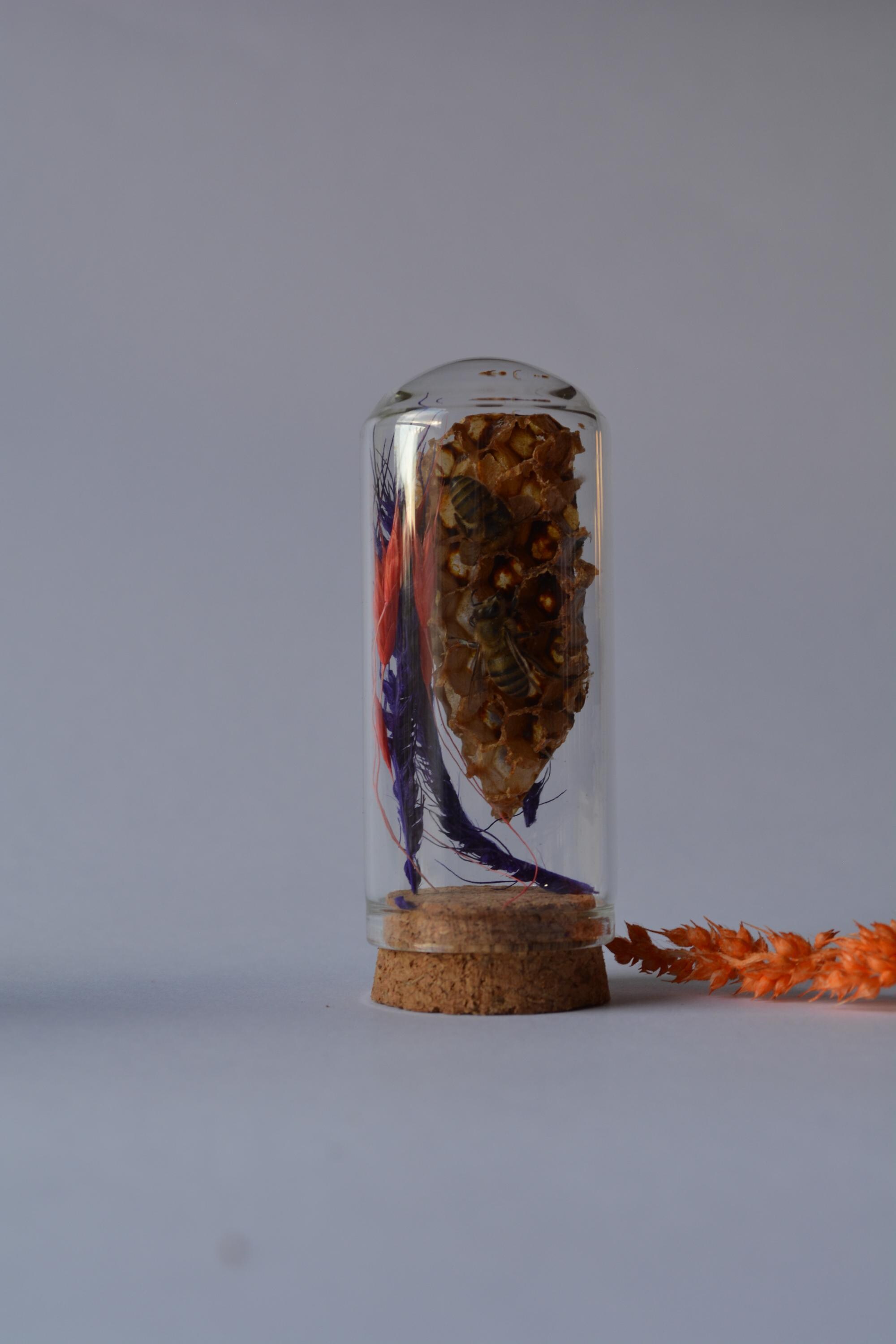Real Honeycomb and Preserved Bees in Glass Dome | Handmade Natural Bee ...
