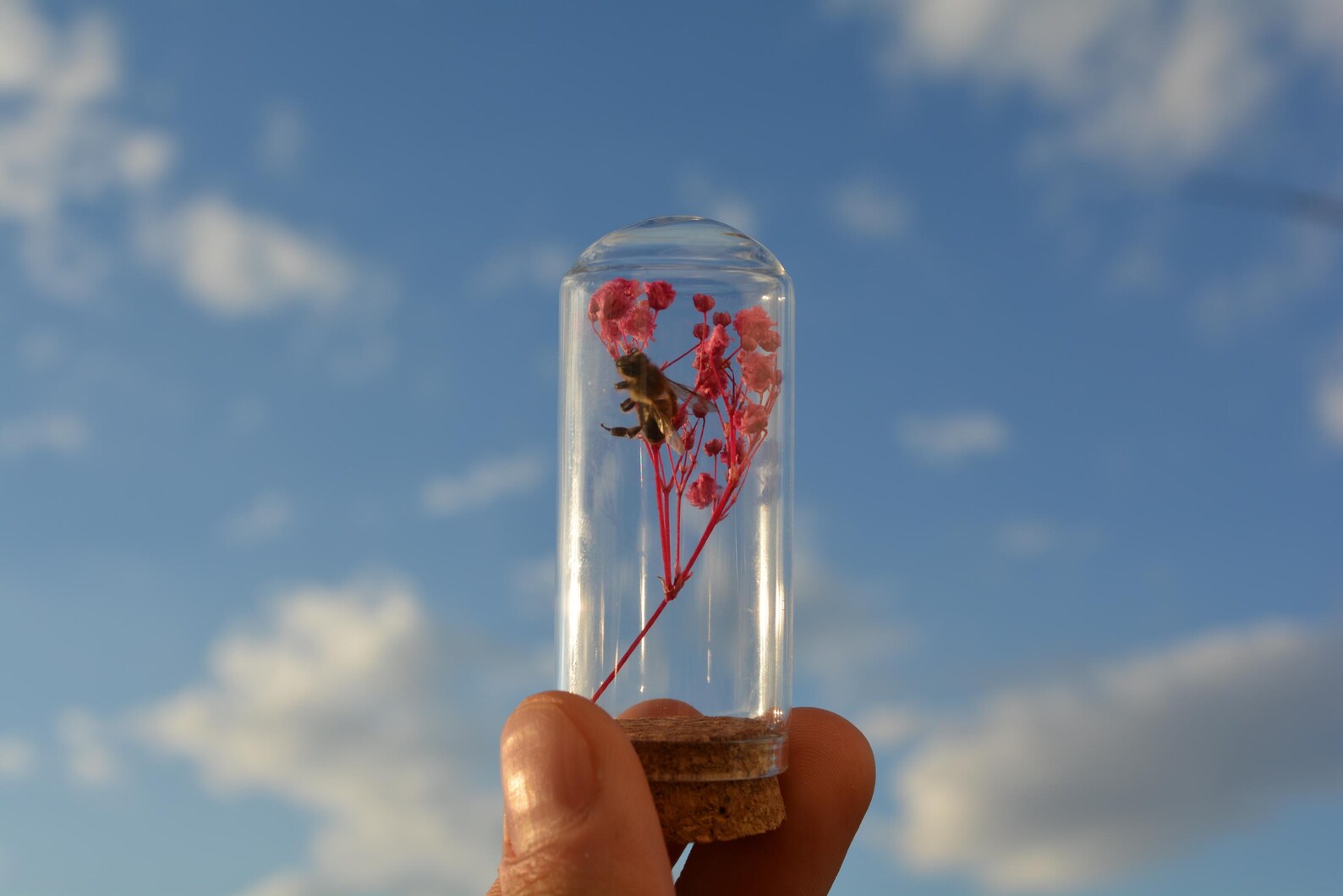Real Honeycomb and Preserved Bees in Glass Dome | Handmade Natural Bee ...