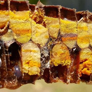 100% Natural Fresh Bee Bread – 100g Fermented Pollen, Turkish Pollen ...