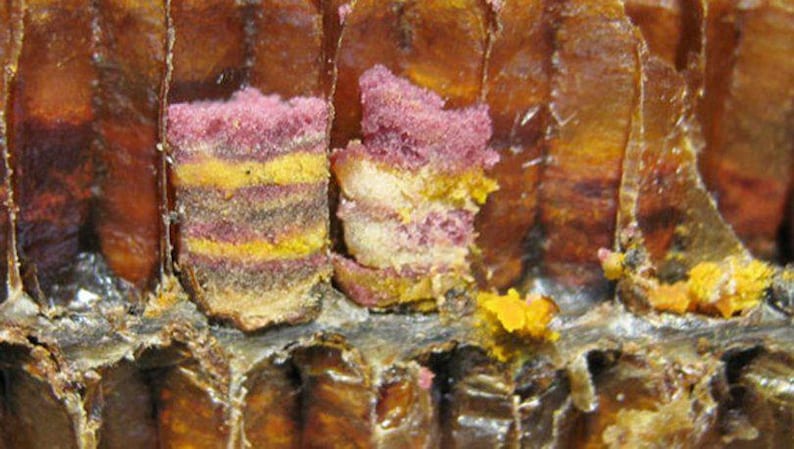 100% Natural Fresh Bee Bread – 100g Fermented Pollen, Turkish Pollen ...