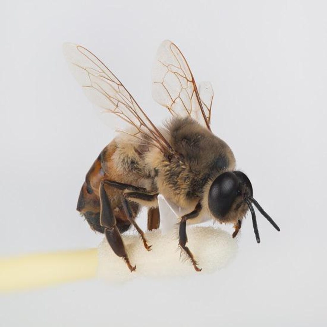 Dried Dead Drone Bee, Real Bee, Drone Dried Painting and Art Materials ...