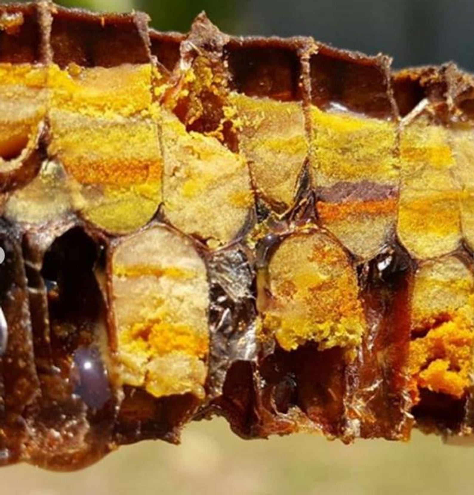 100% Natural Fresh Bee Bread – 100g Fermented Pollen, Turkish Pollen ...