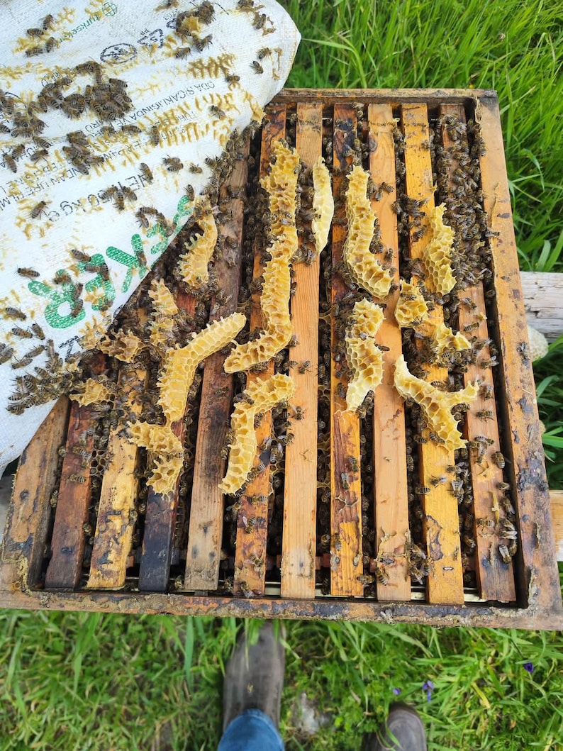Edible Bee Venom Mixture 200 Gr+ Bee Venom Honey Mixture. Edible Bee ...