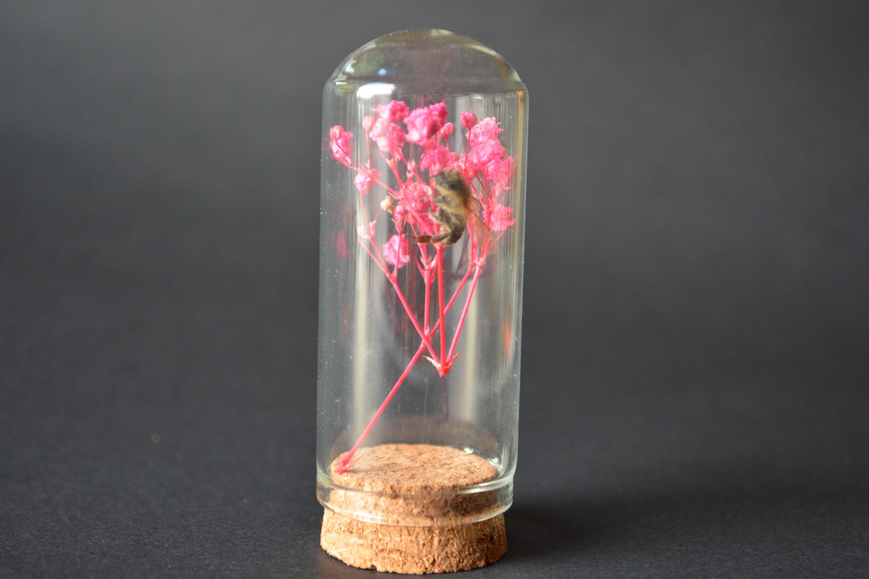 Real Honeycomb and Preserved Bees in Glass Dome | Handmade Natural Bee ...