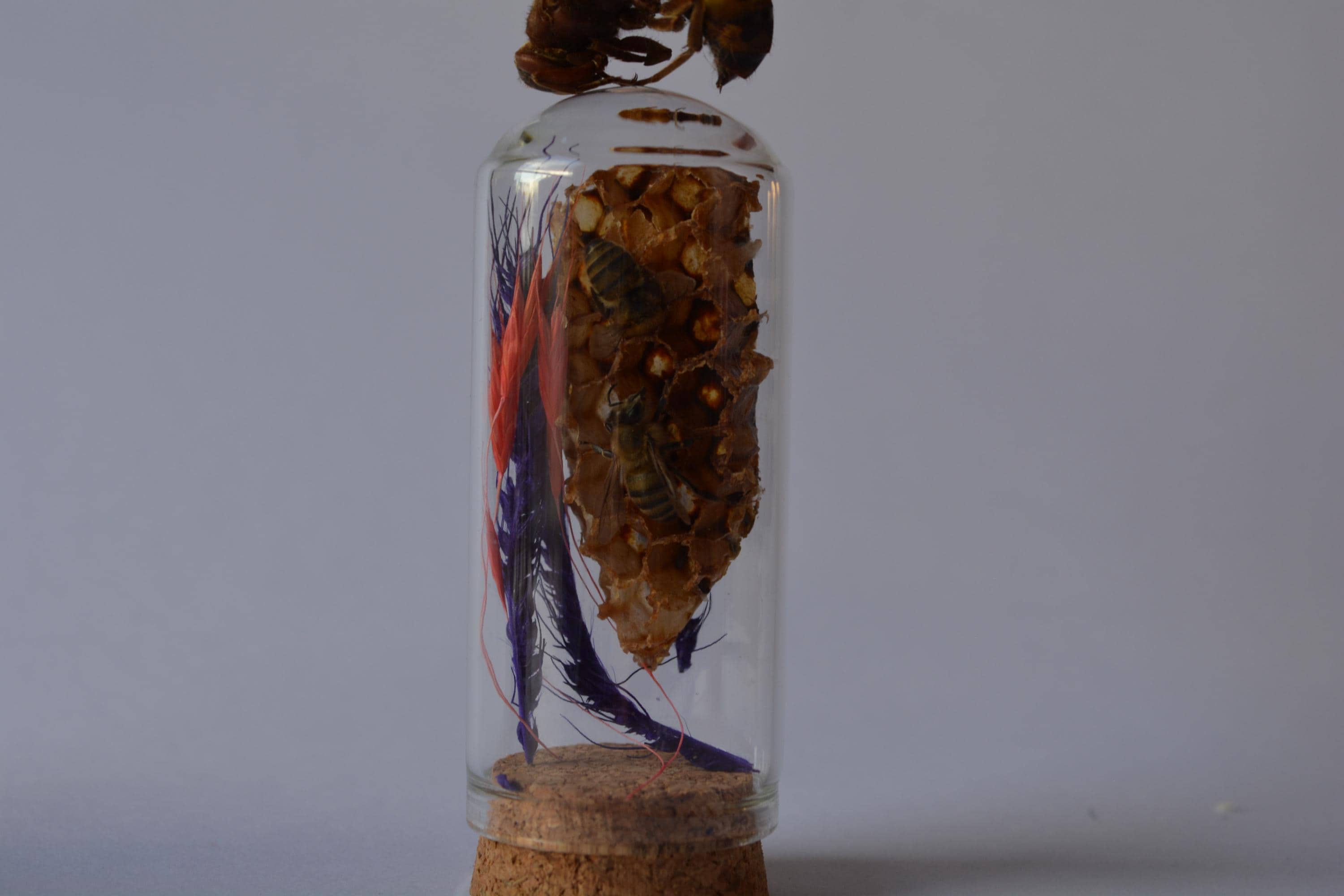 Real Honeycomb and Preserved Bees in Glass Dome | Handmade Natural Bee ...