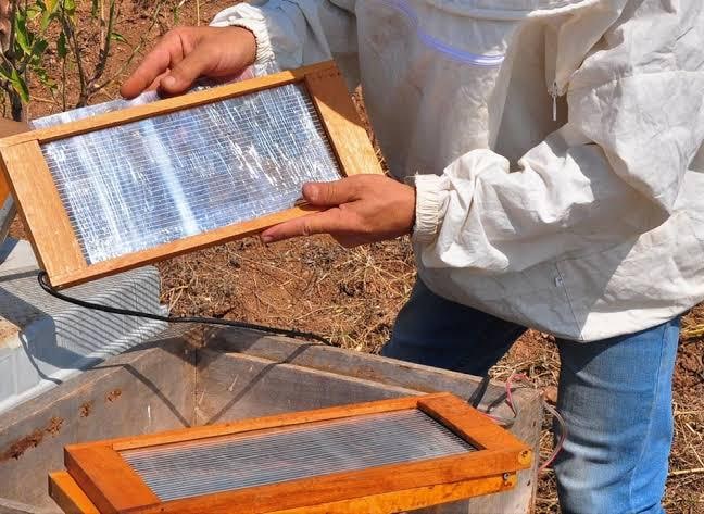 Bee Venom Powder (pure) 100mg. Bee Venom, Apitoxin, Melittinin, Quality ...