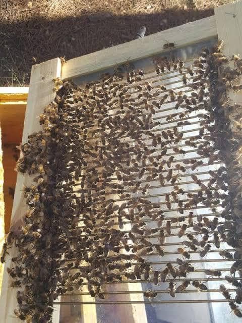 Bee Venom Powder (pure) 100mg. Bee Venom, Apitoxin, Melittinin, Quality ...