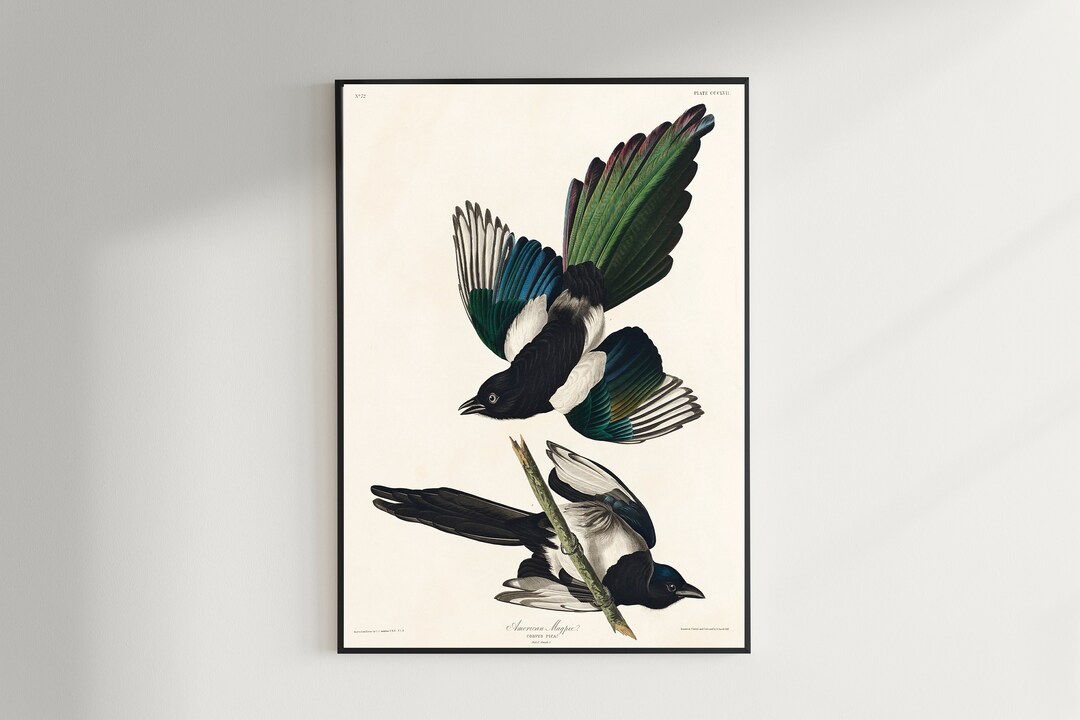 Magpie Print, Antique Bird Painting, Vintage Drawing Poster Wall Art ...