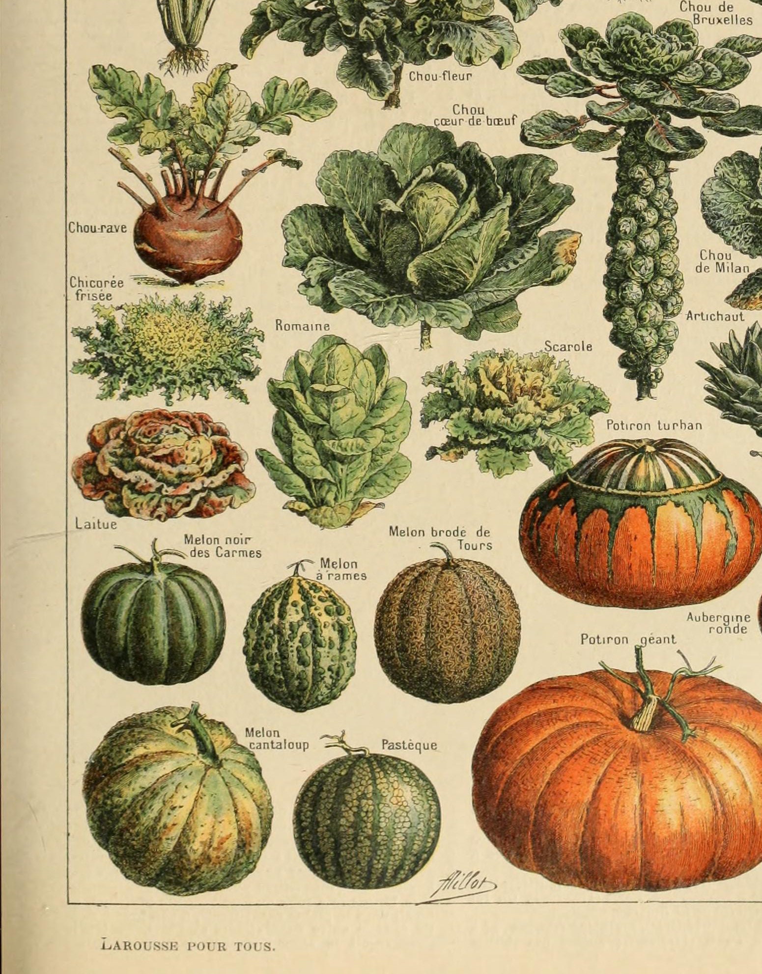 Vegetables Chart- Vegetables Diagram- Legumes- Legumes Poster ...