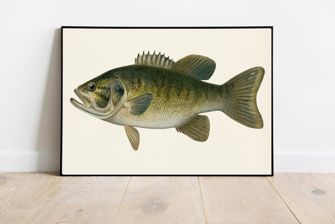 Black Bass Fish Print, Vintage Fishing Poster Wall Art Decor, Smal ...