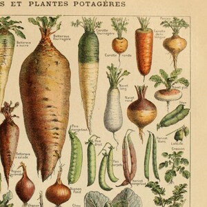 Vegetables Chart- Vegetables Diagram- Legumes- Legumes Poster ...