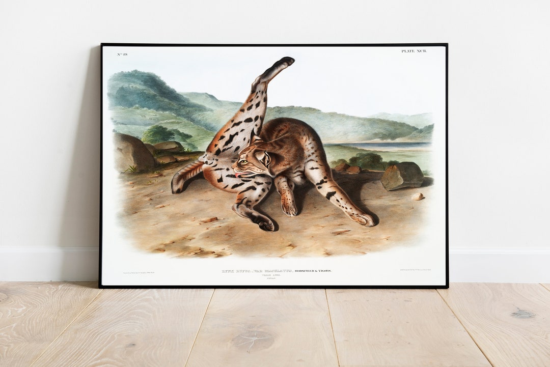Lynx Print, Antique Animal Painting, Vintage Drawing Poster Wall Art ...